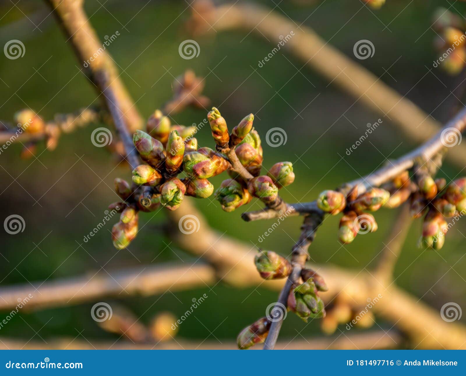 The First Spring Buds in Sunrise, Backlight Picture Early in the ...