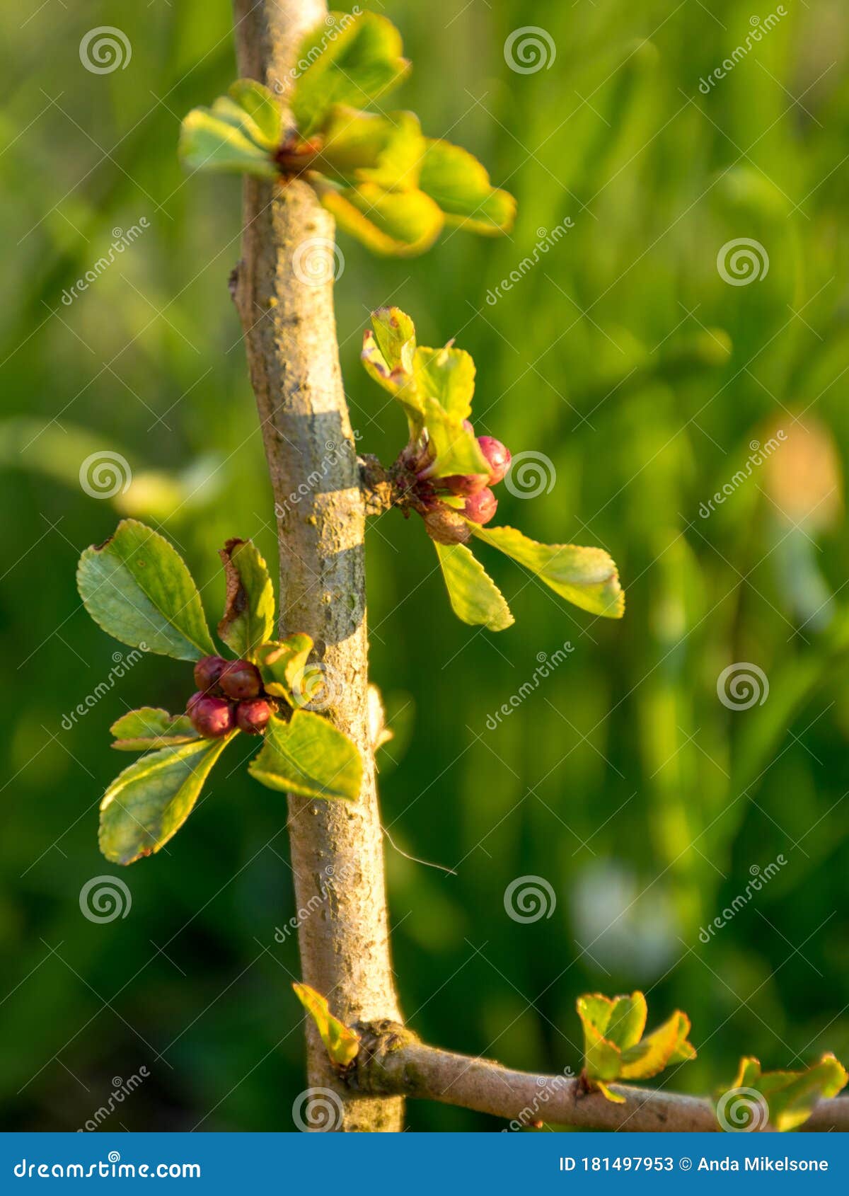 The First Spring Buds in Sunrise, Backlight Picture Early in the ...