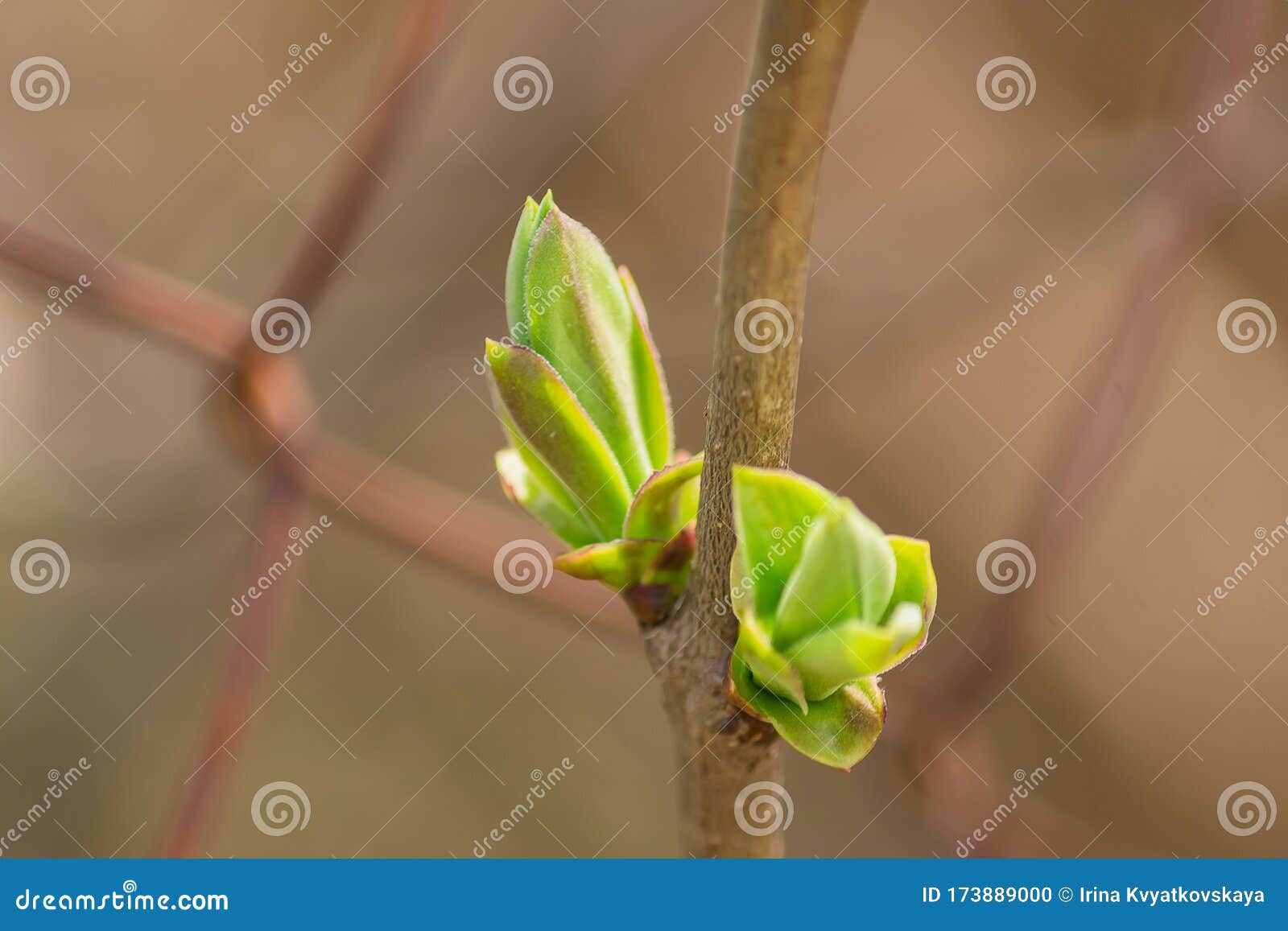 First Spring Buds on Tree Branch, Close Up Stock Photo - Image of ...