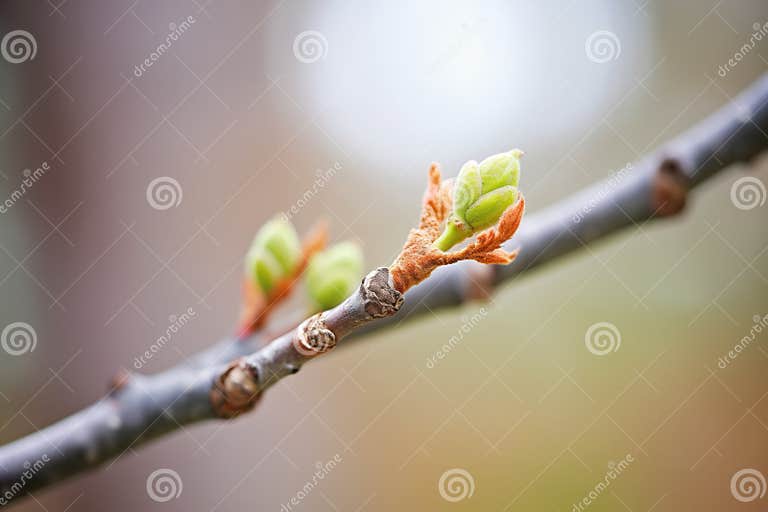 First Spring Buds on a Tree Branch Stock Image - Image of flora, branch ...