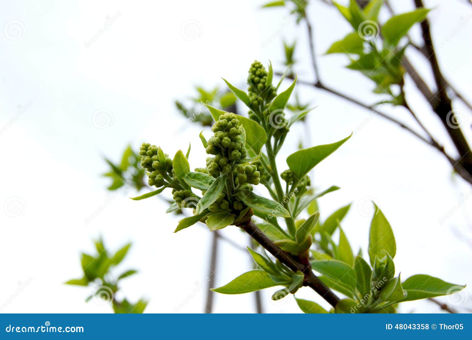 The First Spring Buds of Trees in the Park Stock Photo - Image of ...