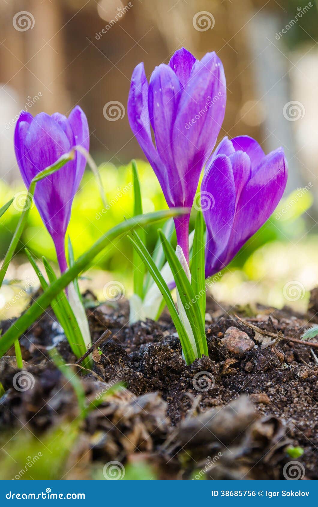 The first spring crocuses stock photo. Image of botanic - 38685756