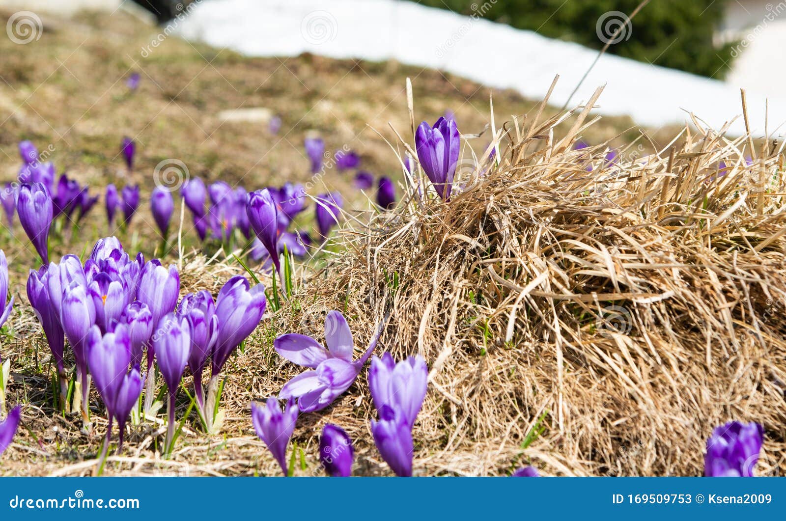 First Spring Crocuses in the Spring Stock Image - Image of bloom ...
