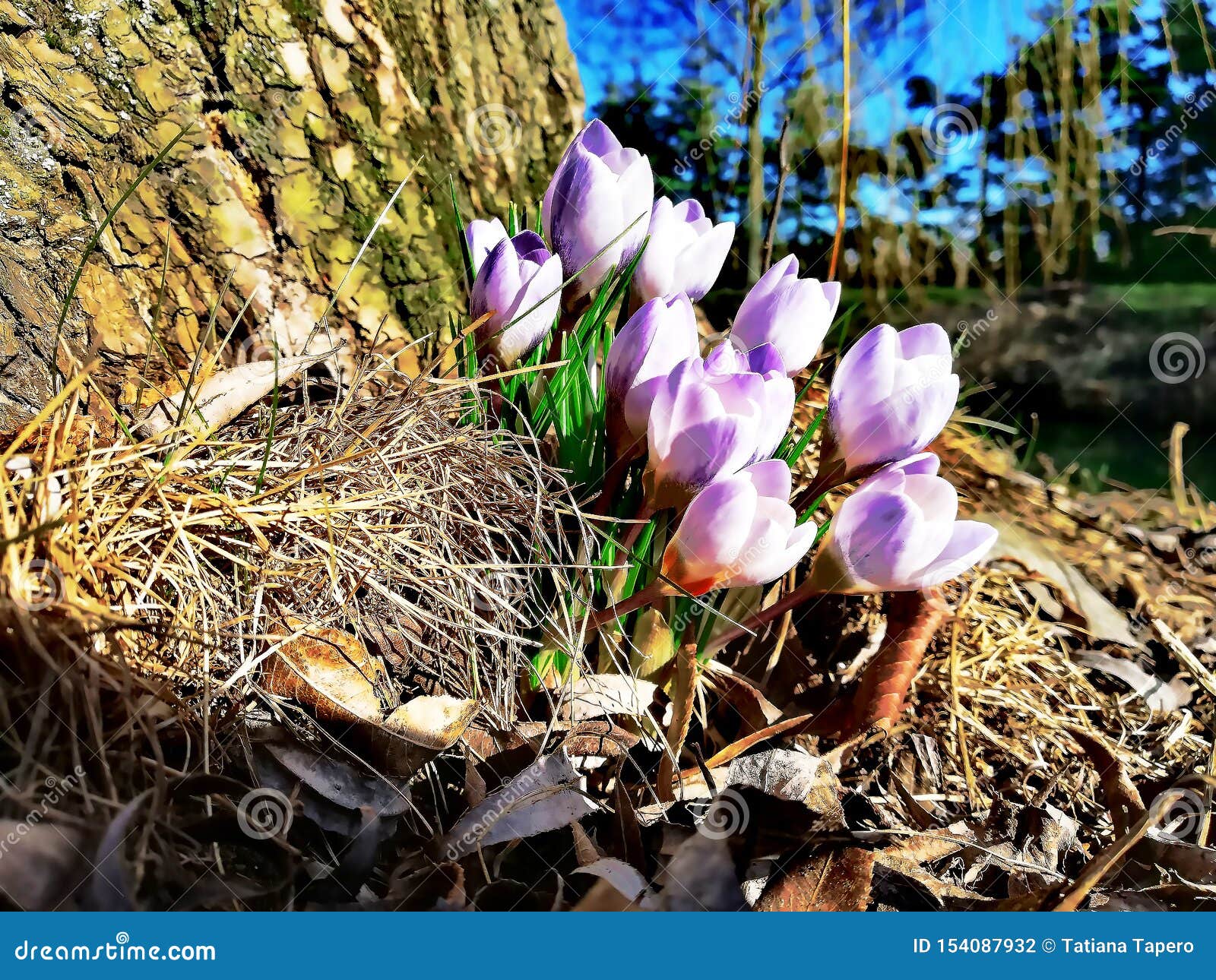 The First Spring Crocuses Under the Tree Stock Photo - Image of spring ...