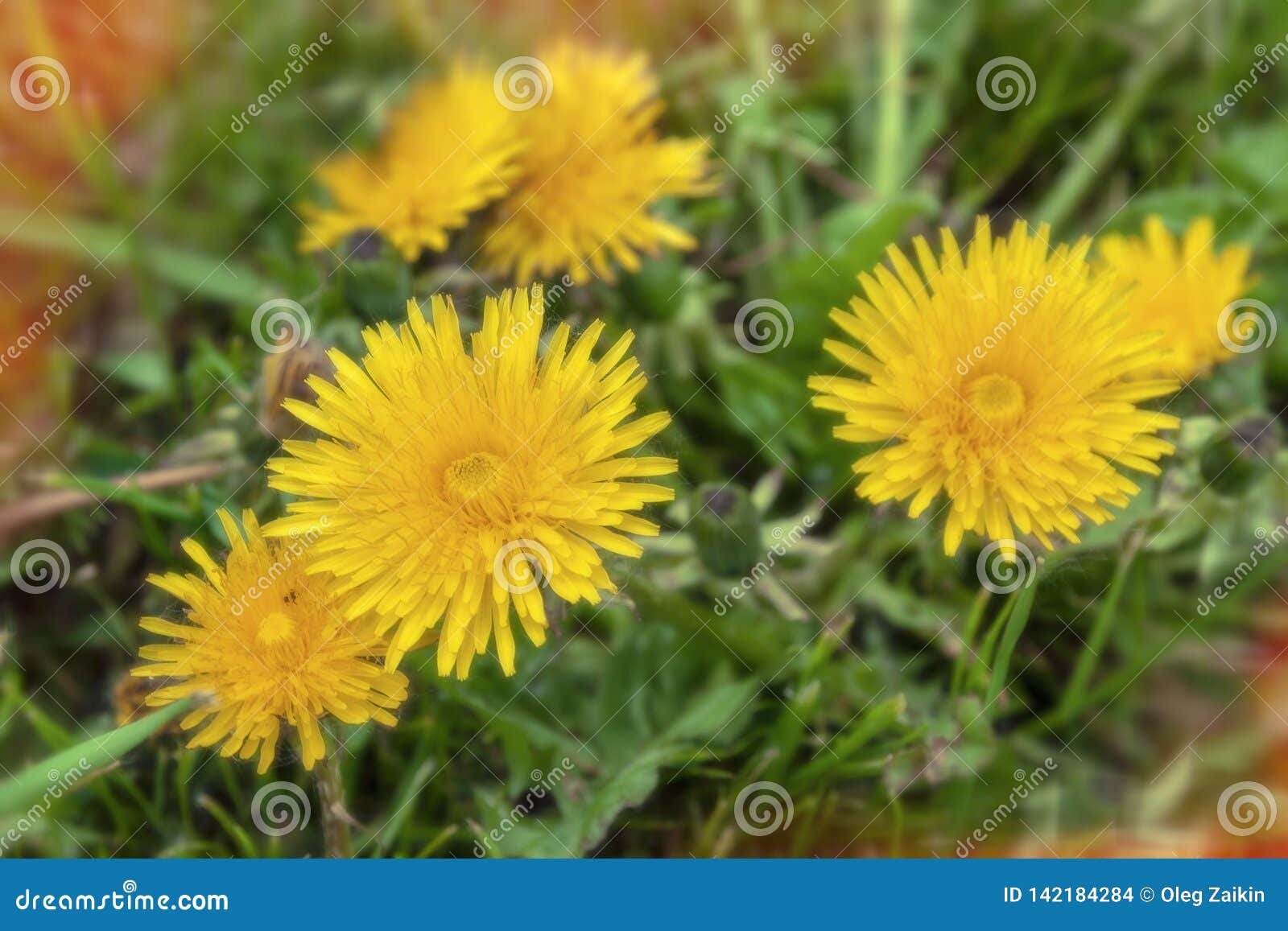 The First Spring Dandelions in Natural Conditions. Close-up Stock Photo ...