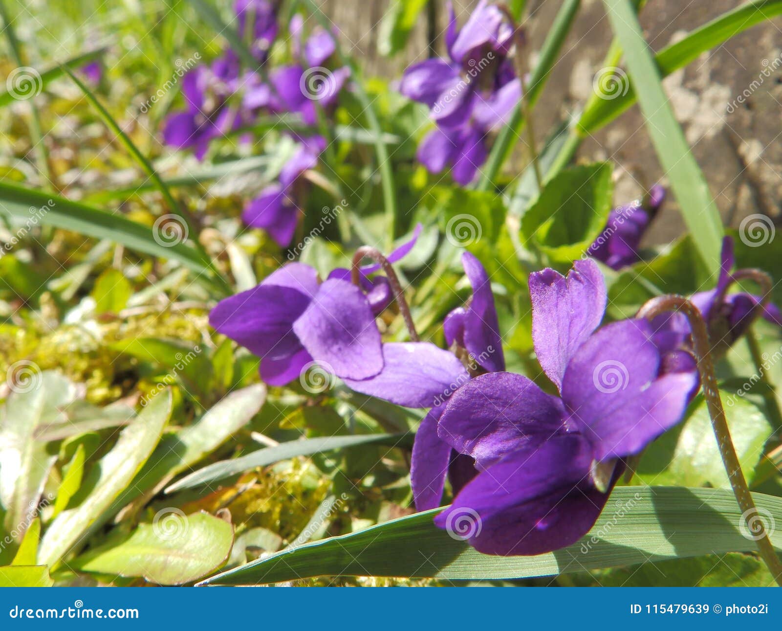 A Lots of Violets in the Grass Stock Image - Image of natural, flower ...
