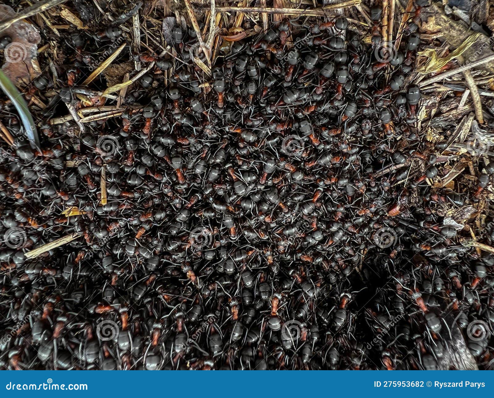 The First Spring Emergence of Ants from an Anthill Stock Photo - Image ...