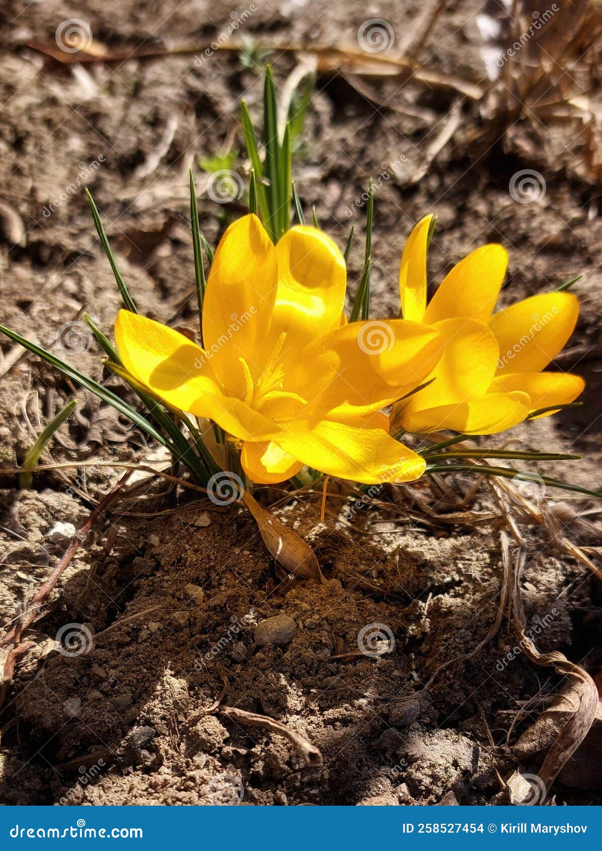 The First Spring Flower Breaking through the Snow Stock Photo - Image ...