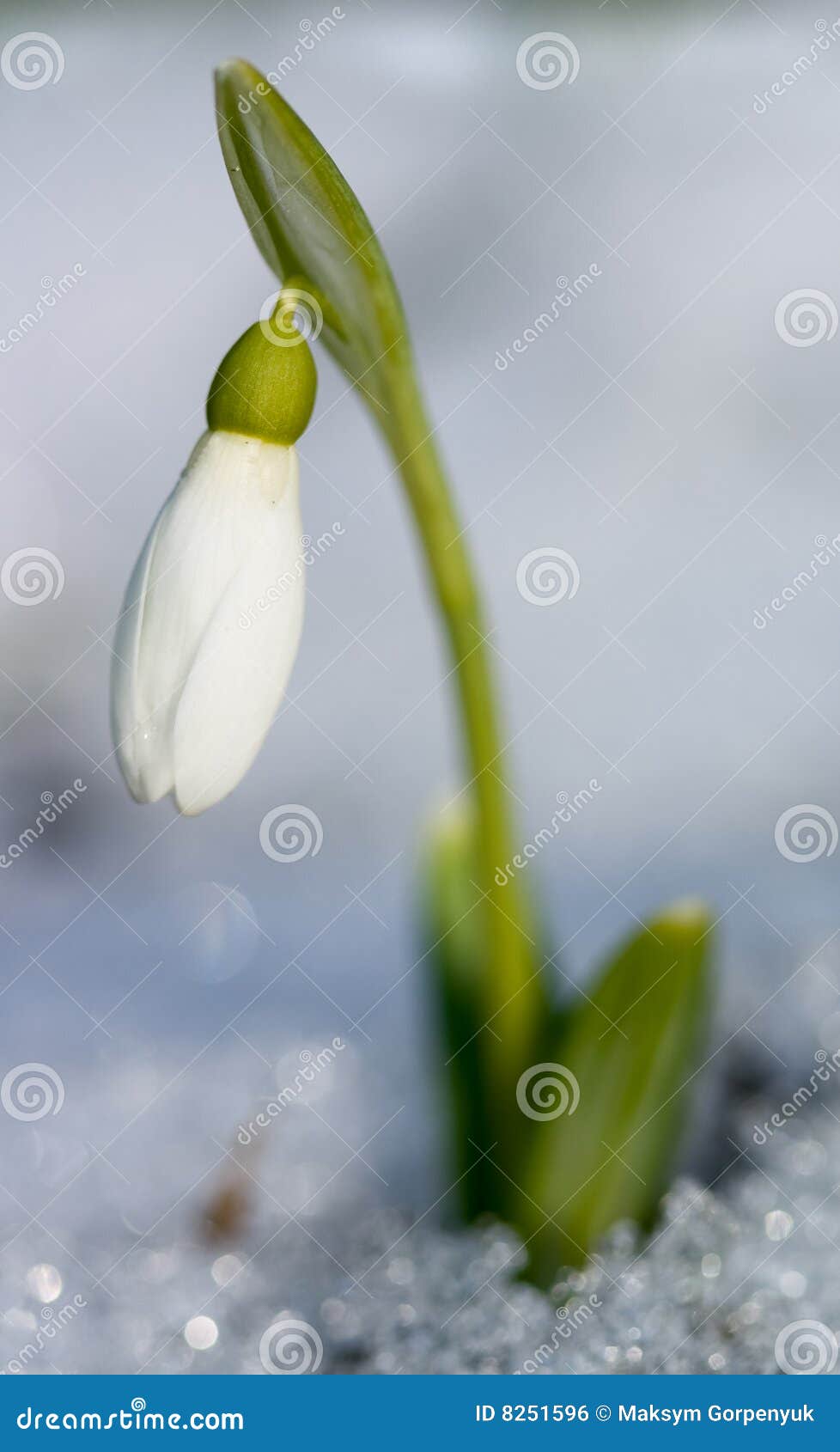First Spring Flower Growing from Snow Stock Photo - Image of nature ...