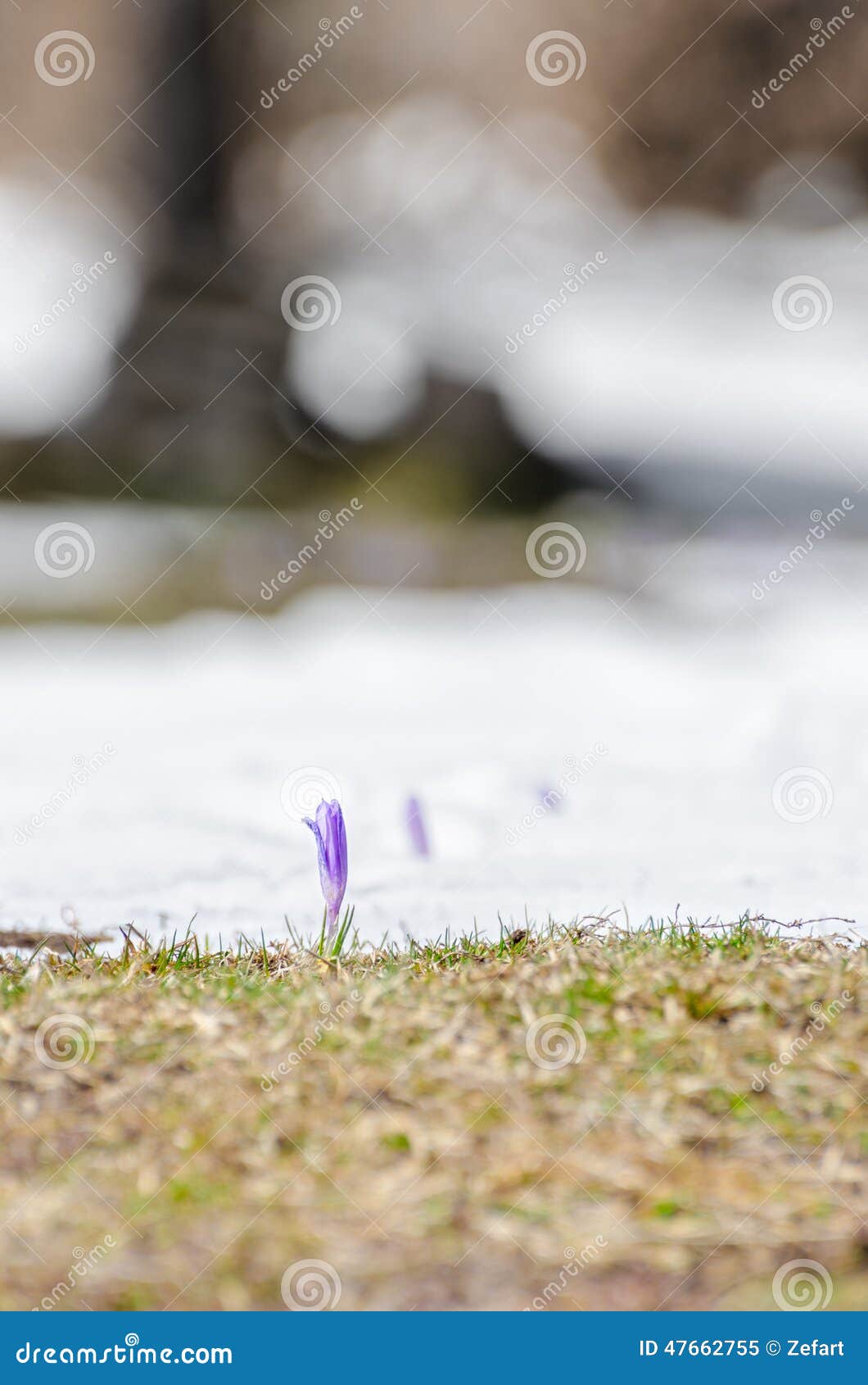 First Spring Flower in Melting Snow Stock Image - Image of environment ...