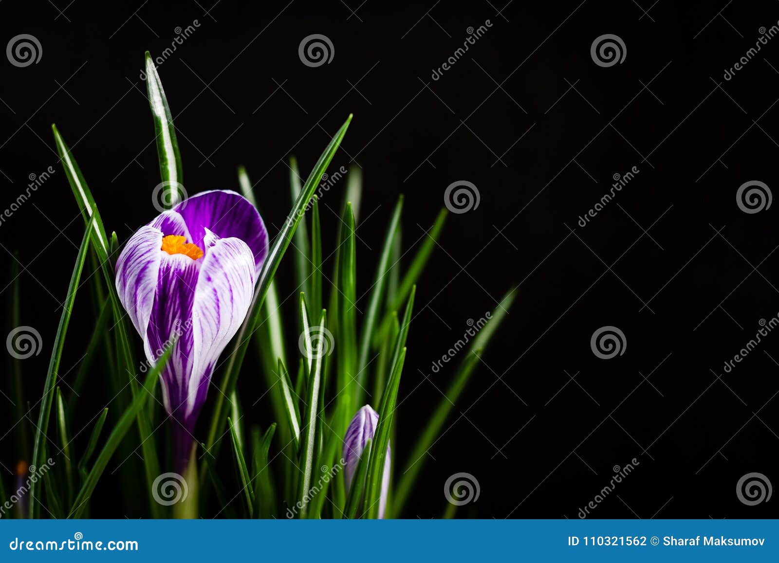 First Spring Flower Purple Crocus on a Black Background. Stock Photo ...