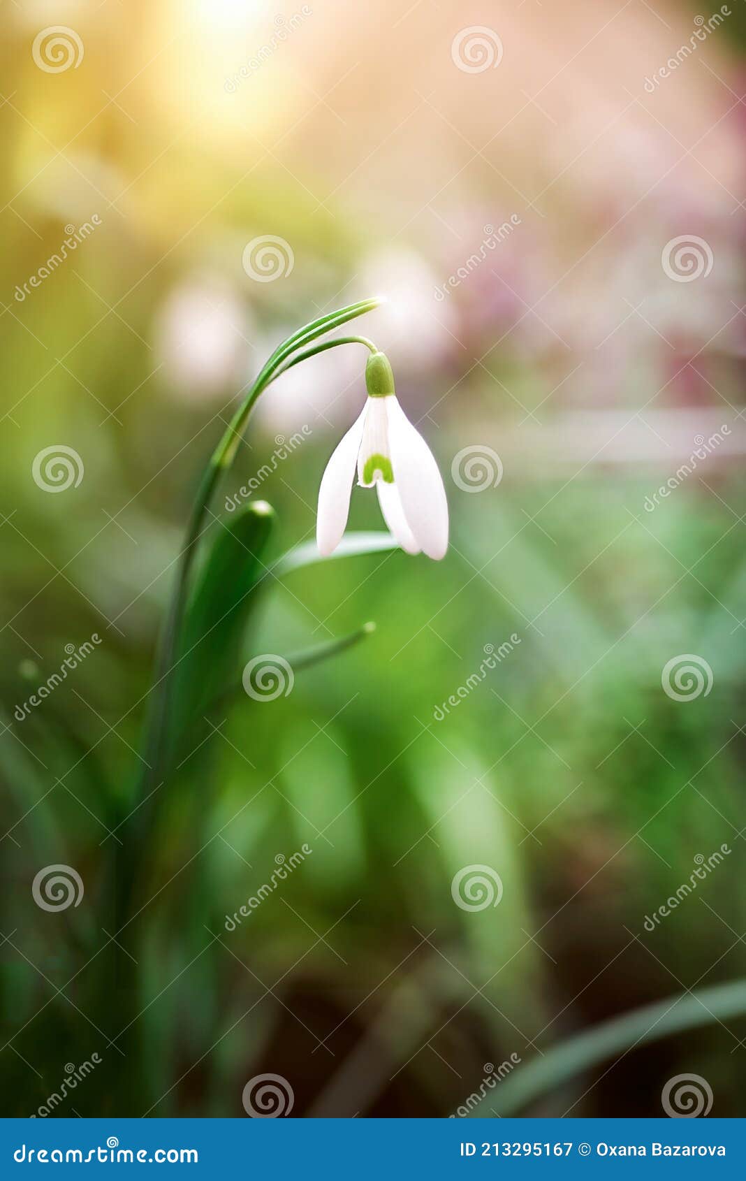 The First Spring Flower is a Snowdrop on a Blurred Background. Spring ...