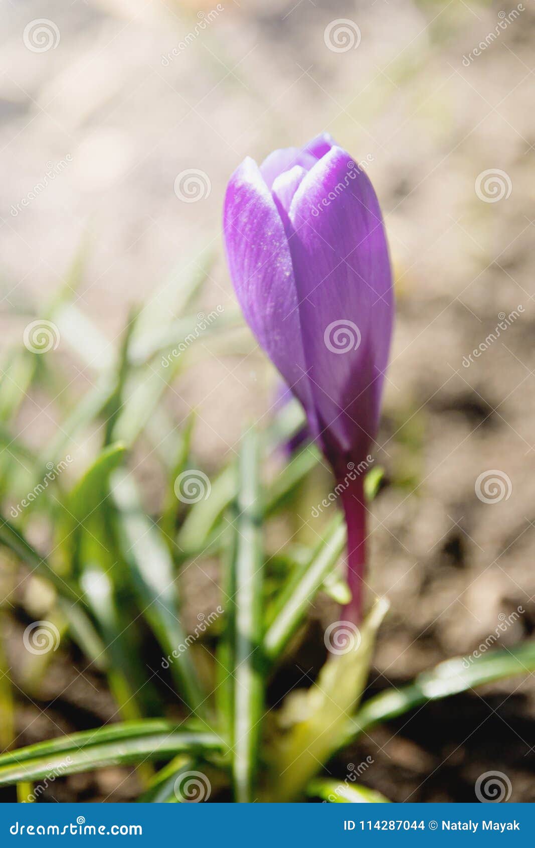 The First Spring Flower in the Spring Sun Stock Photo - Image of ...