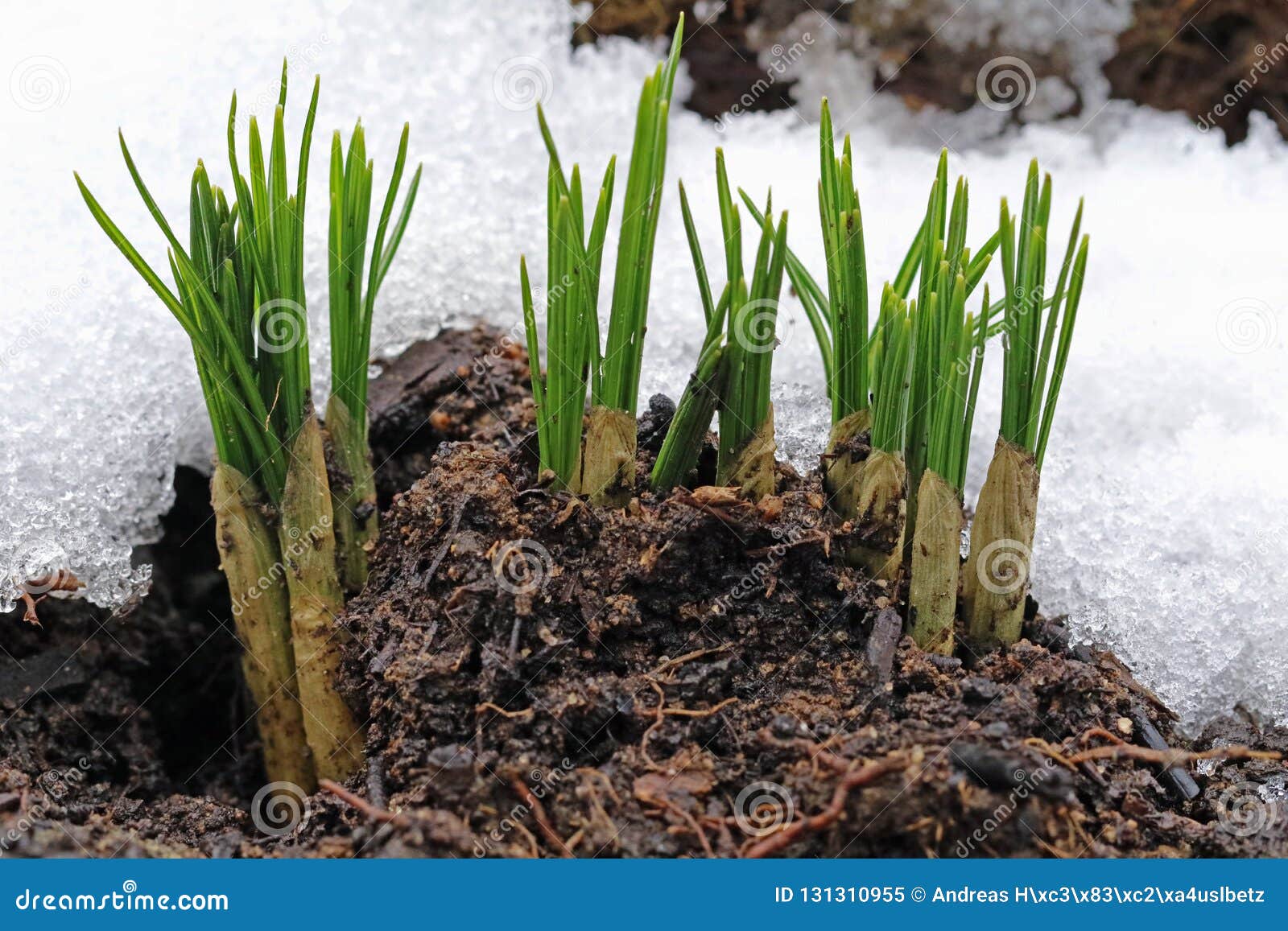 First Spring Flower after the Winter, Crocus in the Snow Stock Image ...