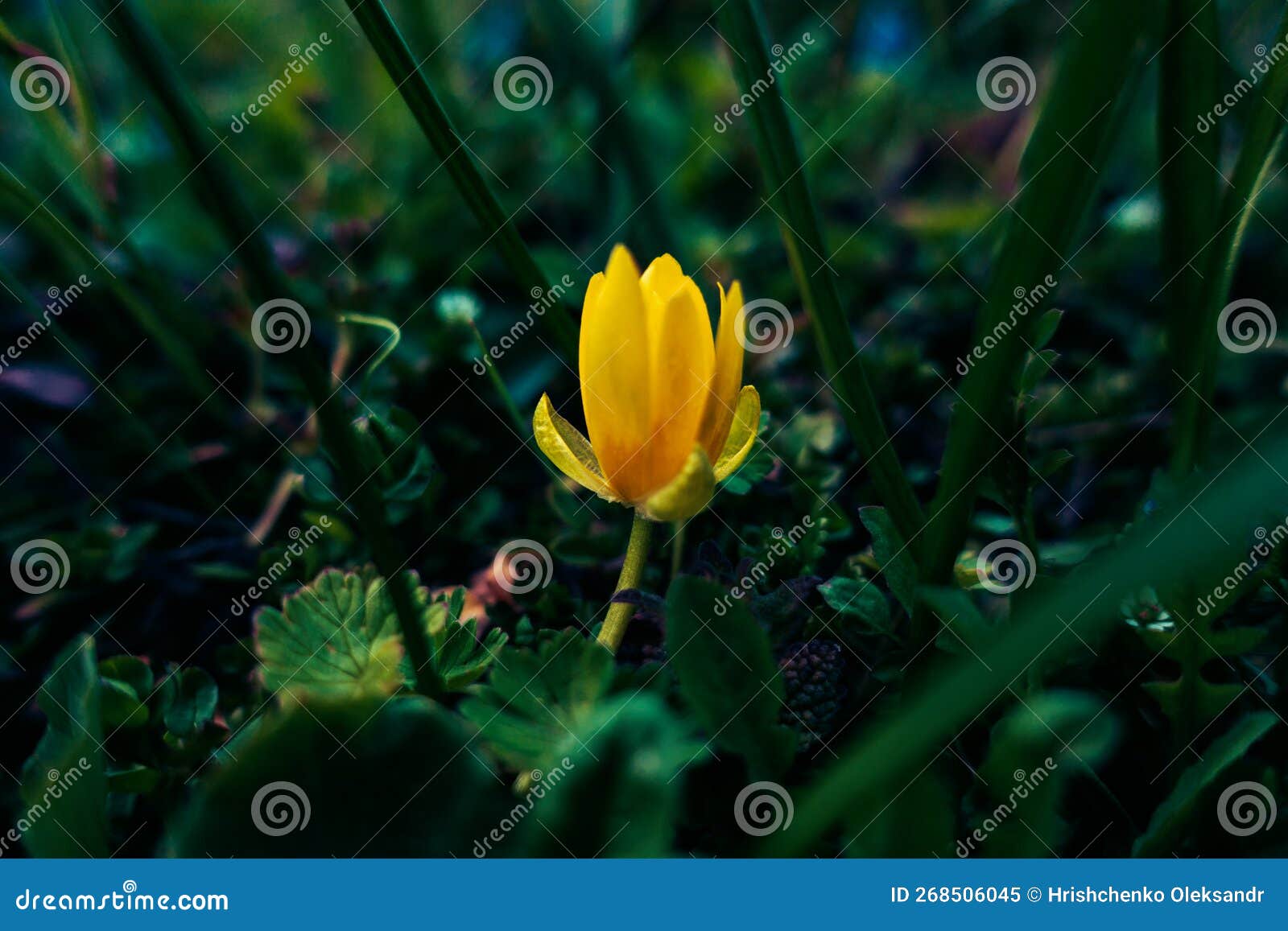 The First Spring Flower of Yellow Color in the Forest Stock Image ...