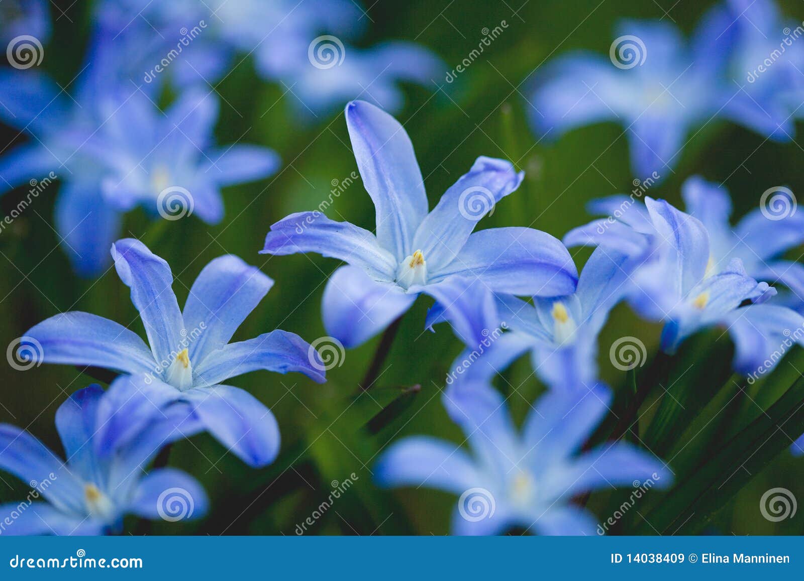 First spring flowers stock image. Image of wildflower - 14038409