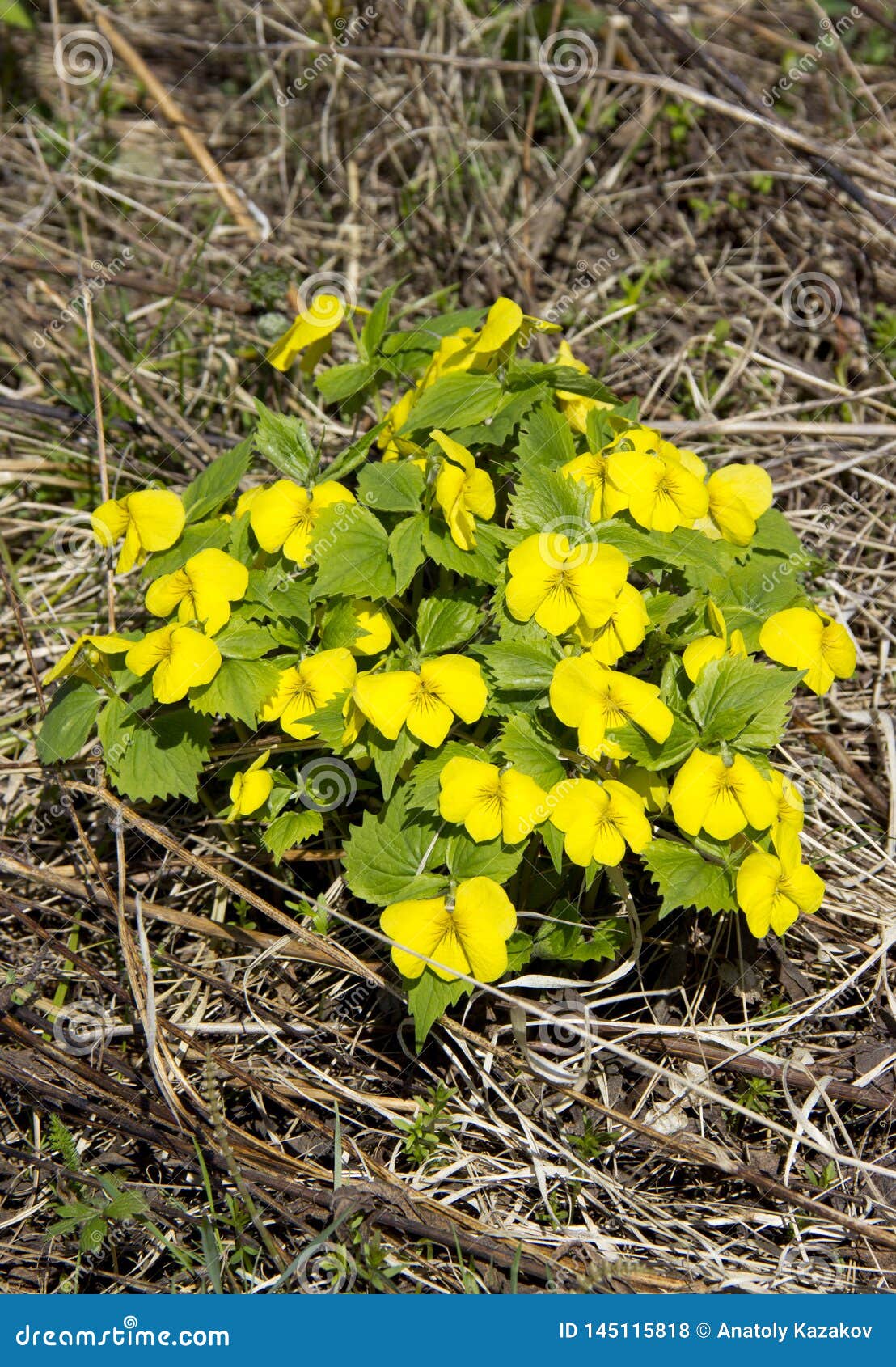 The first spring flowers stock photo. Image of freshness - 145115818