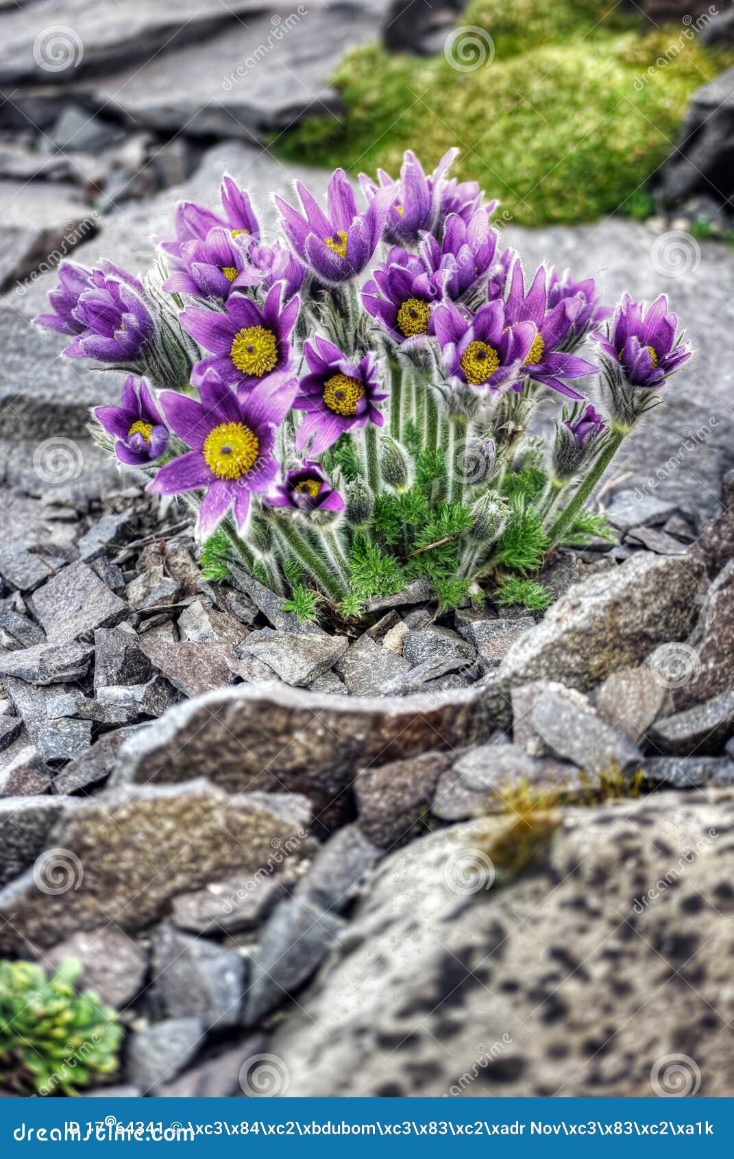 First spring flowers stock image. Image of blossom, background - 17164341
