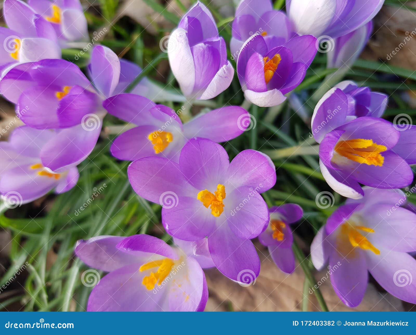 First spring flowers stock photo. Image of head, beautiful - 172403382