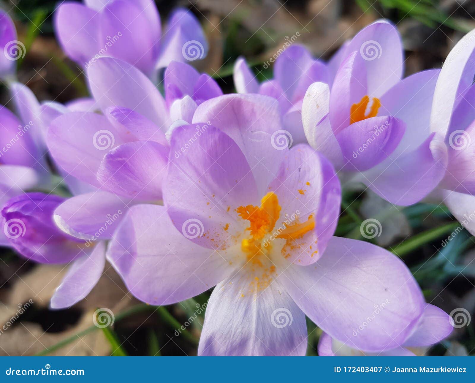 First spring flowers stock image. Image of spring, head - 172403407