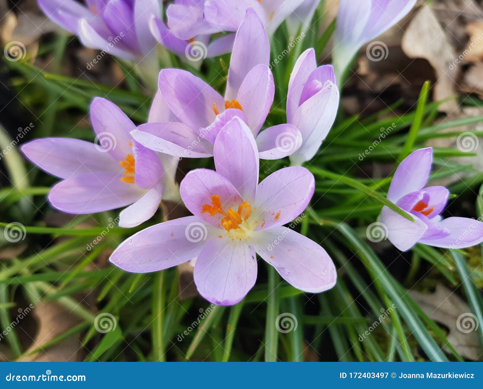 First spring flowers stock image. Image of plant, springtime - 172403497