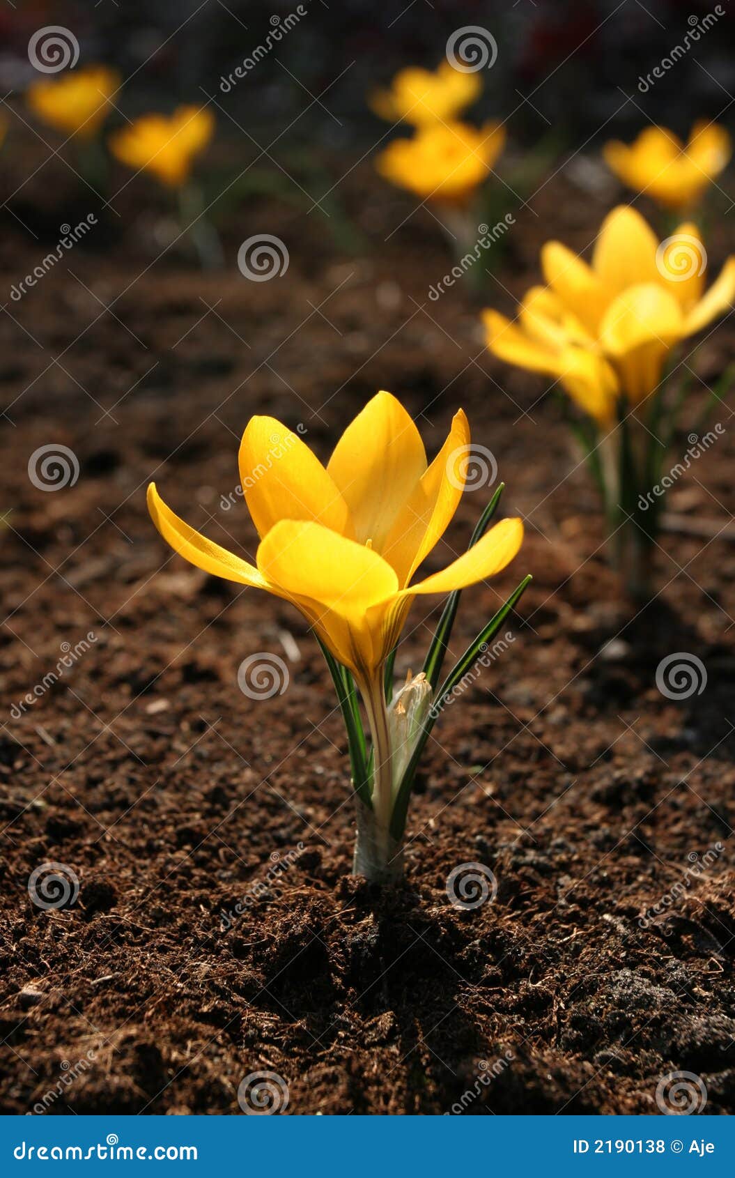 First spring flowers stock photo. Image of flora, bright - 2190138