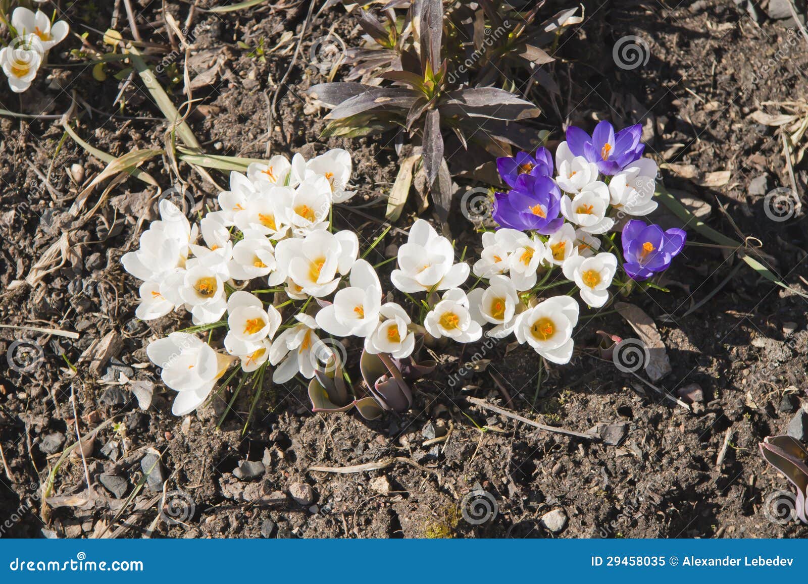 First spring flowers stock image. Image of spring, outdoor - 29458035