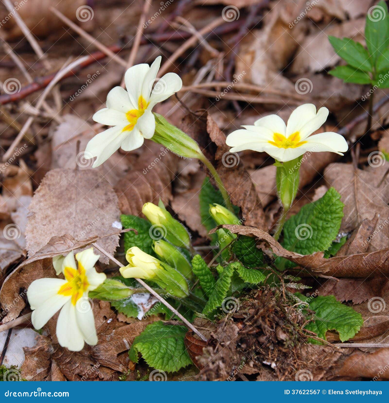 The first spring flowers stock image. Image of background - 37622567