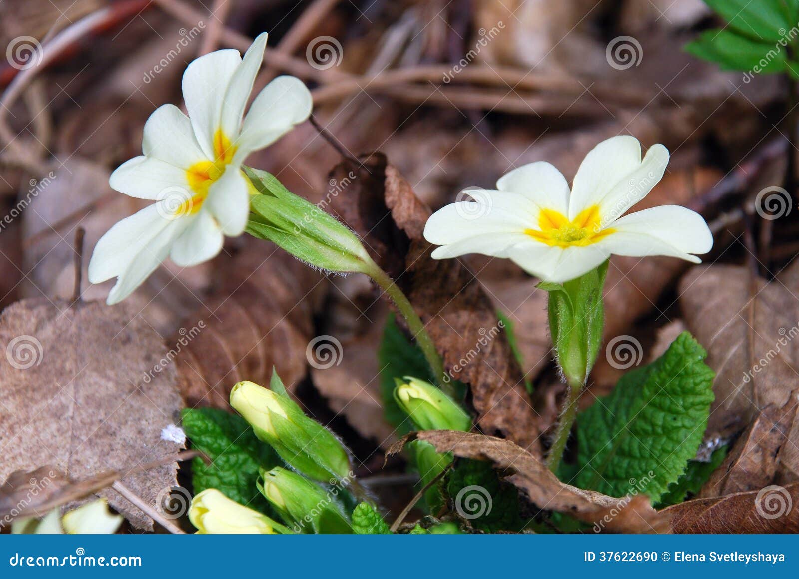 The first spring flowers stock photo. Image of closeup - 37622690