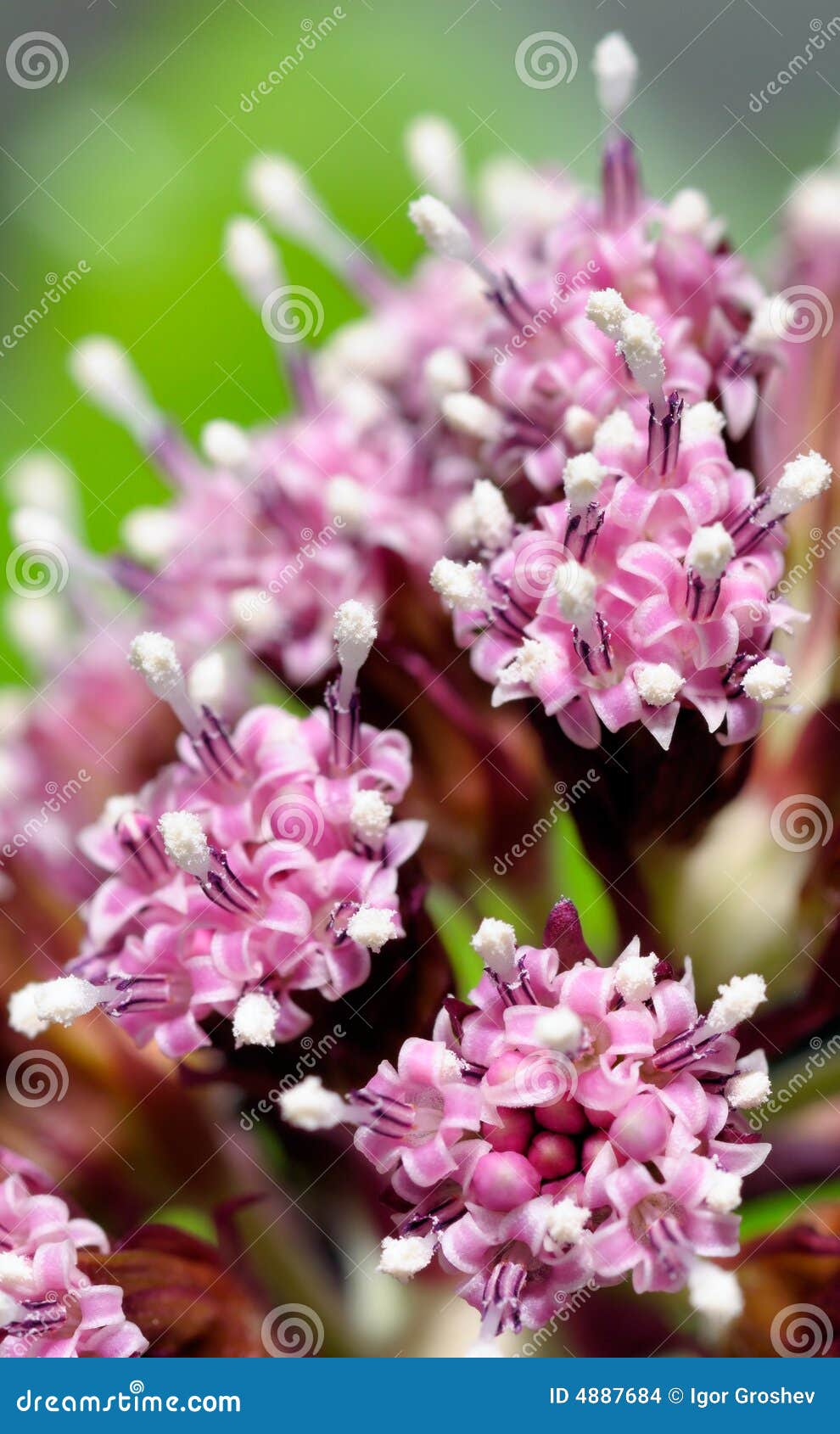 First spring flowers stock photo. Image of magenta, green - 4887684