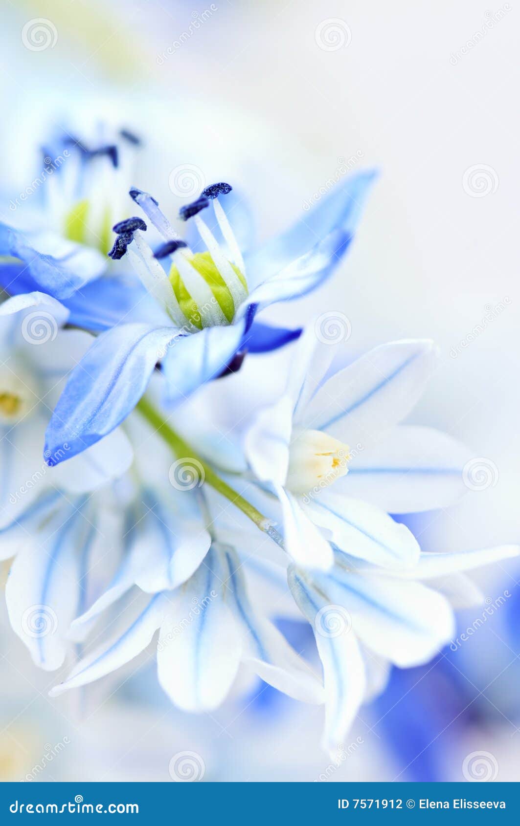 First spring flowers stock photo. Image of botany, bouquet - 7571912