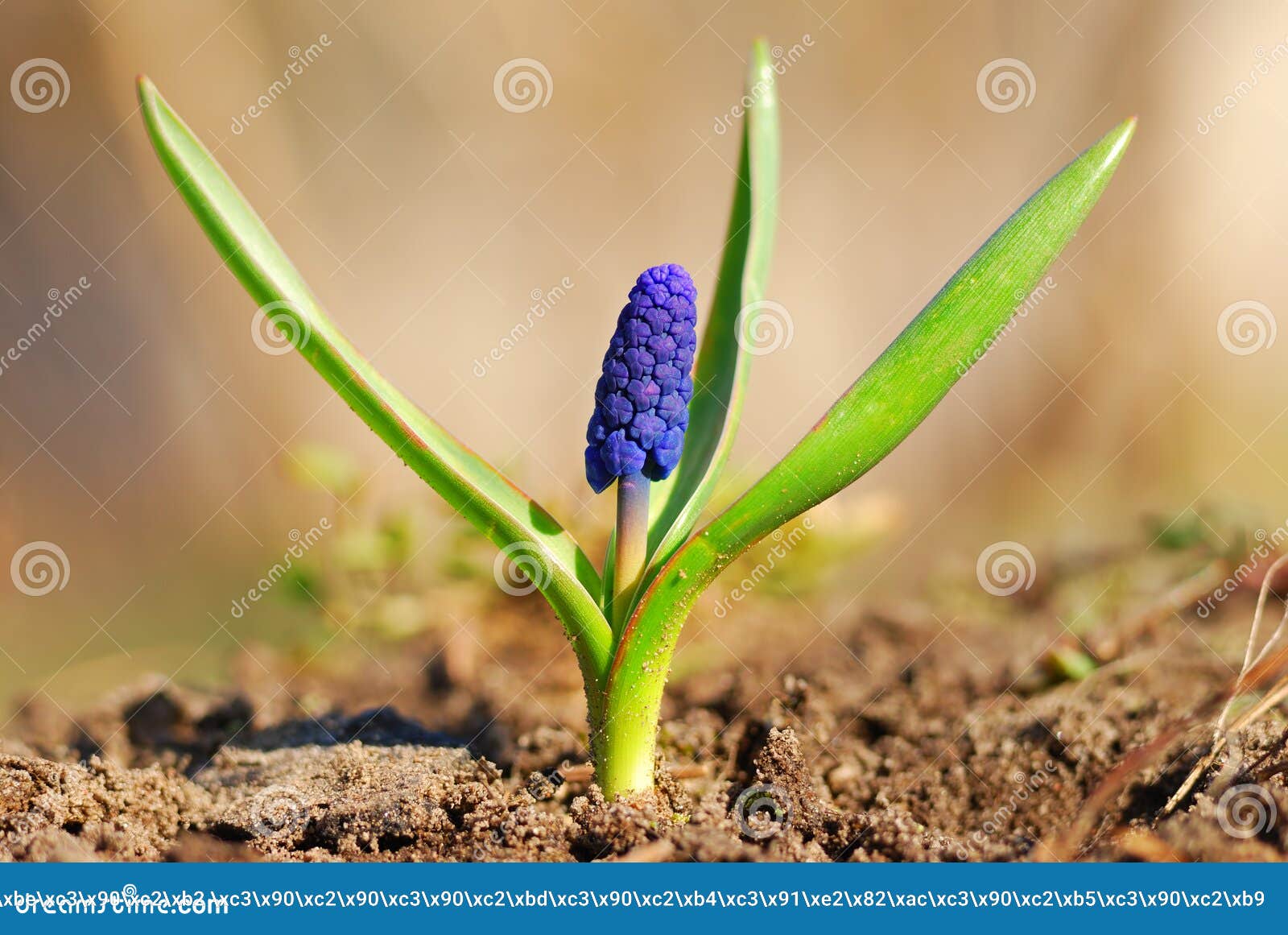 First spring flowers stock image. Image of bloom, blooming - 9150069