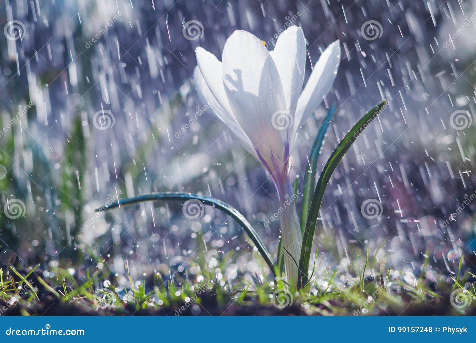 Beautiful Pictures Of Flowers In Rain