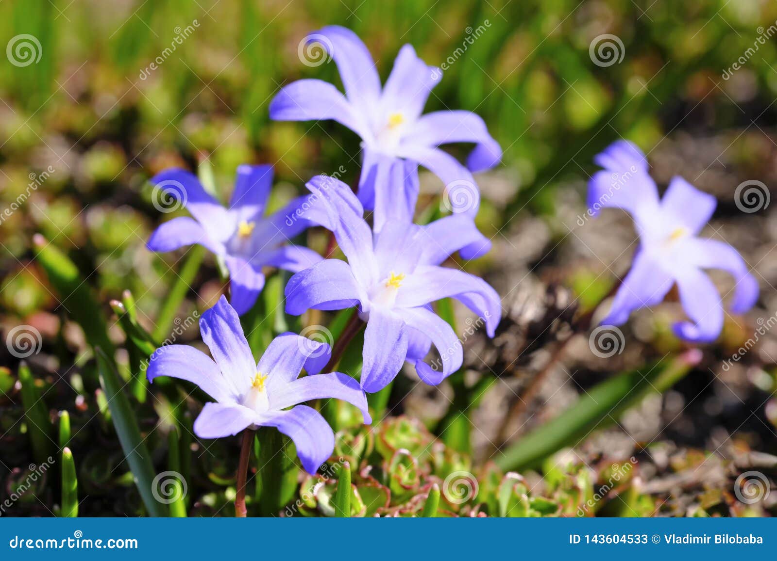First spring flowers bloom stock image. Image of botany - 143604533