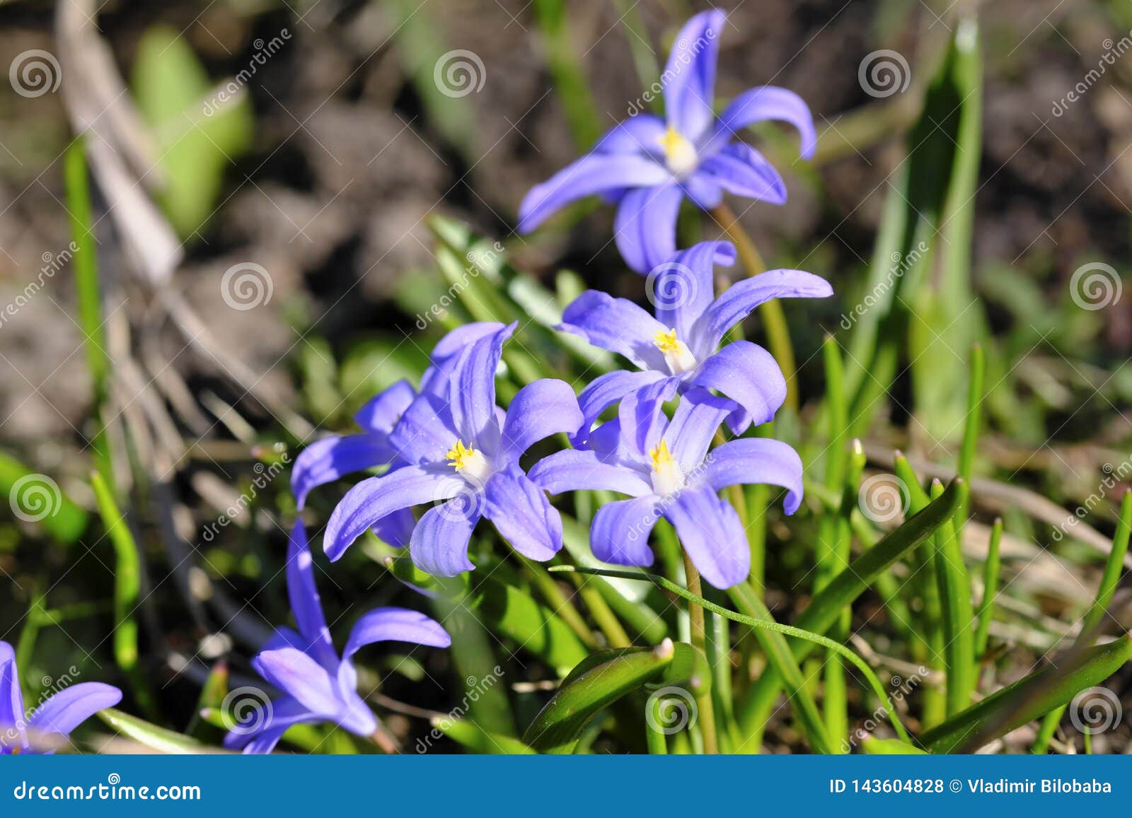 First spring flowers bloom stock photo. Image of seasons - 143604828