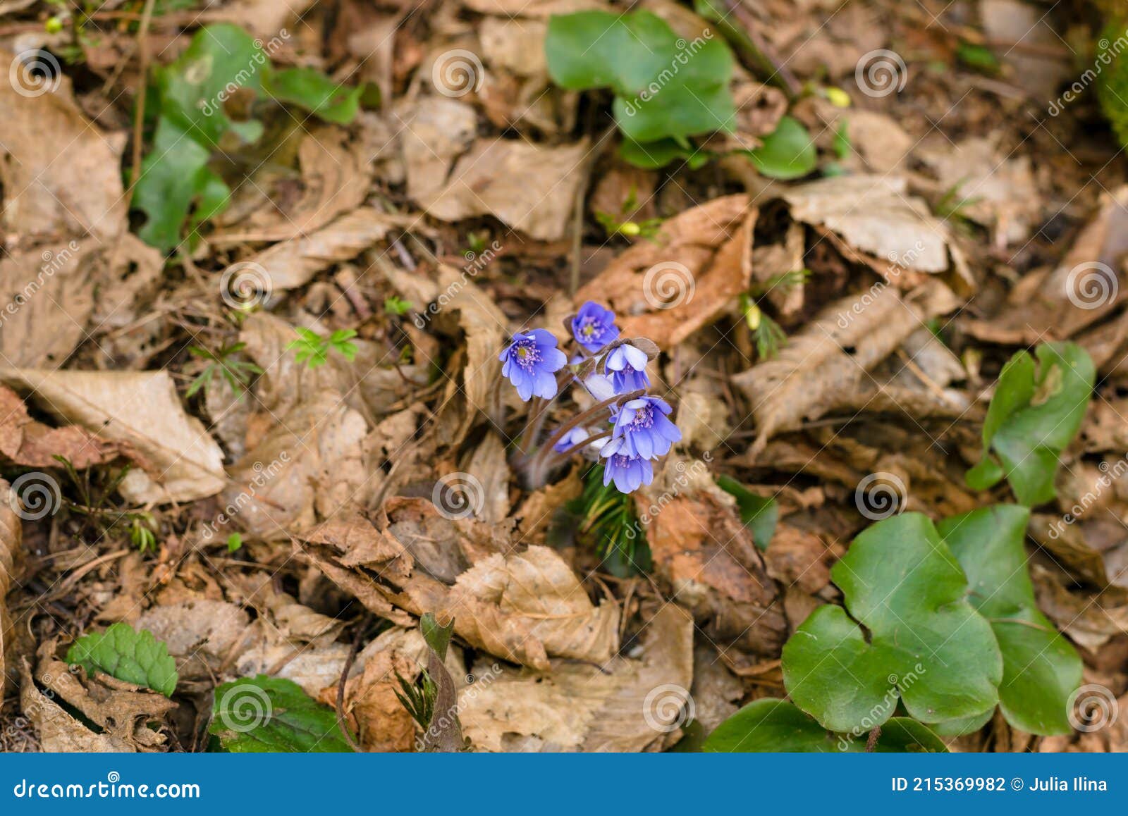 The First Spring Flowers Breaking through the Spring Soil and Foliage ...