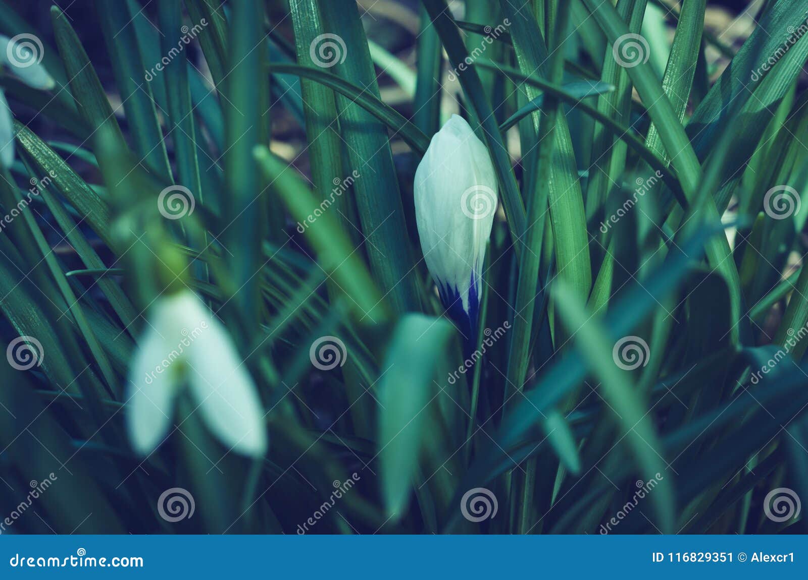 The first spring flowers. stock image. Image of galanthus - 116829351