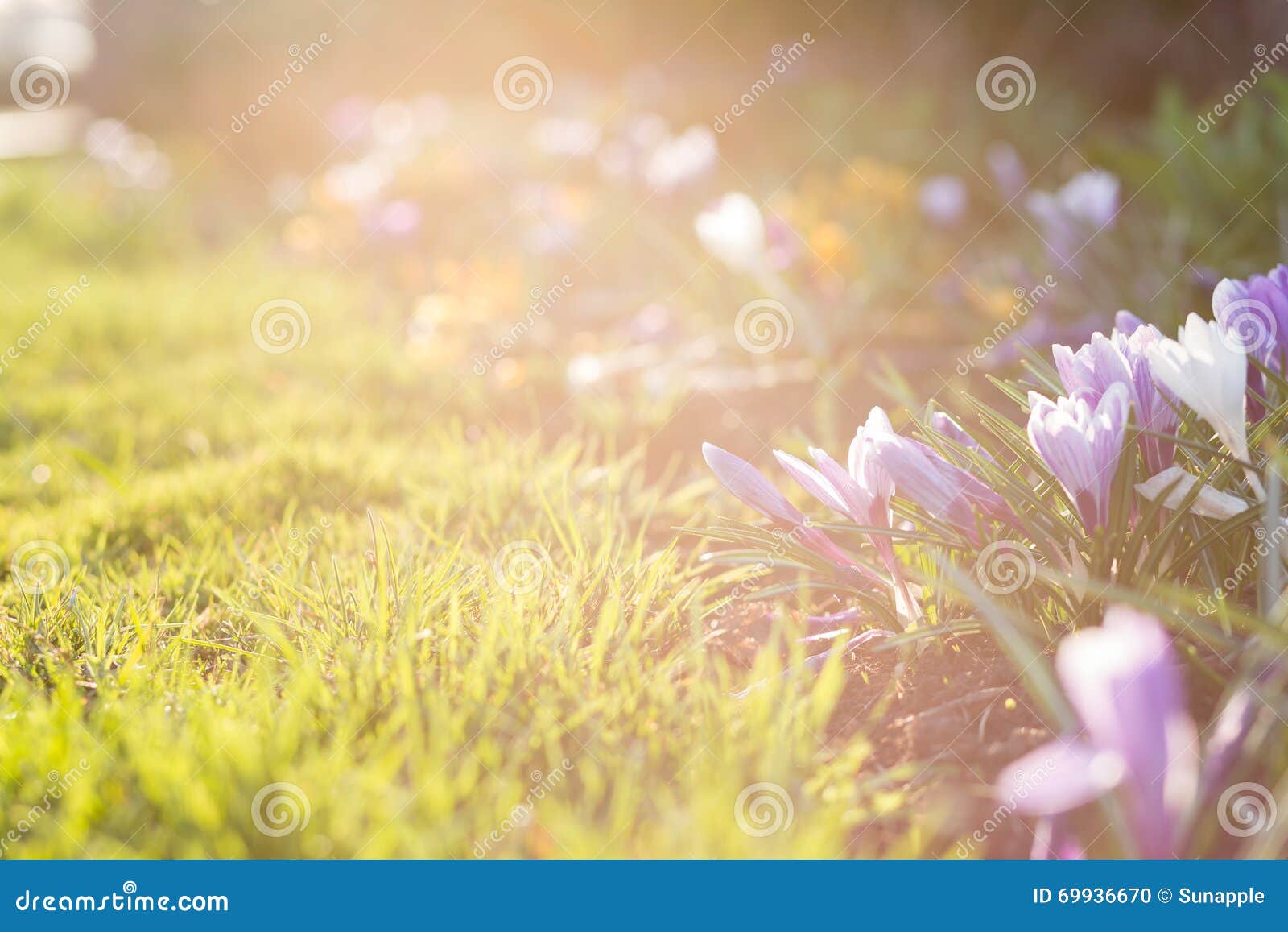 First Spring Flowers with Copy Space Stock Photo - Image of background ...