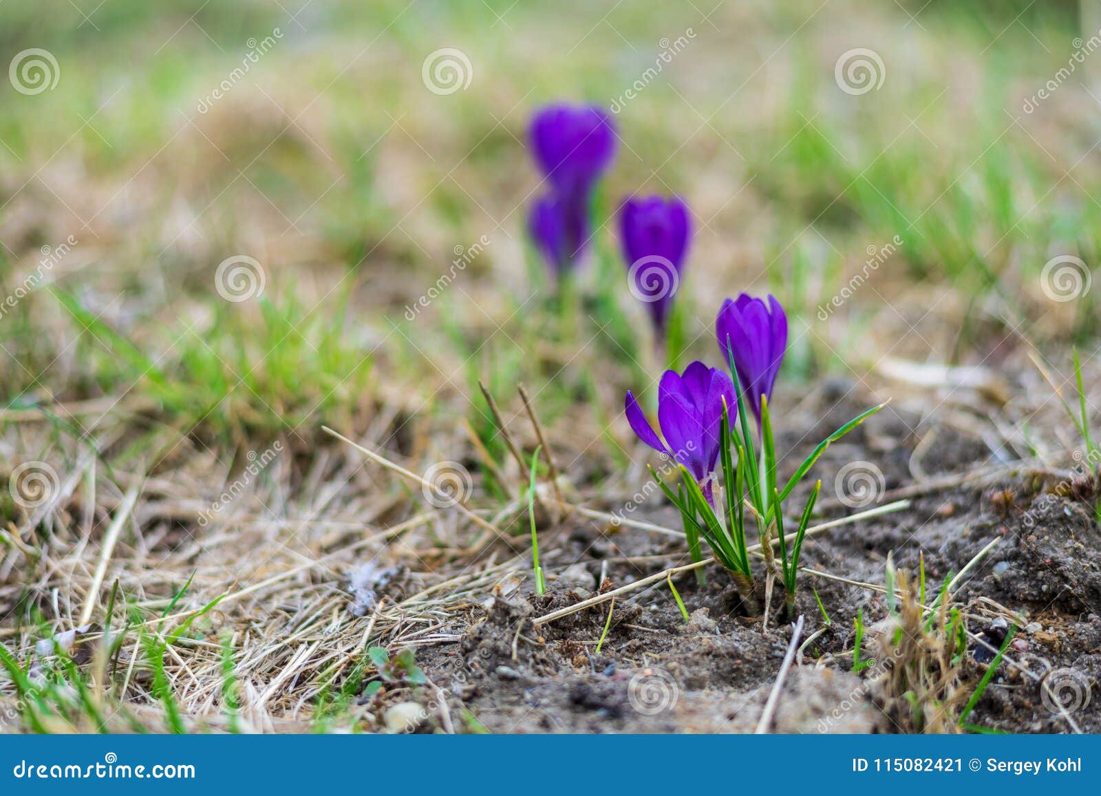 The First Spring Flowers Crocus Stock Image - Image of flora, crocus ...