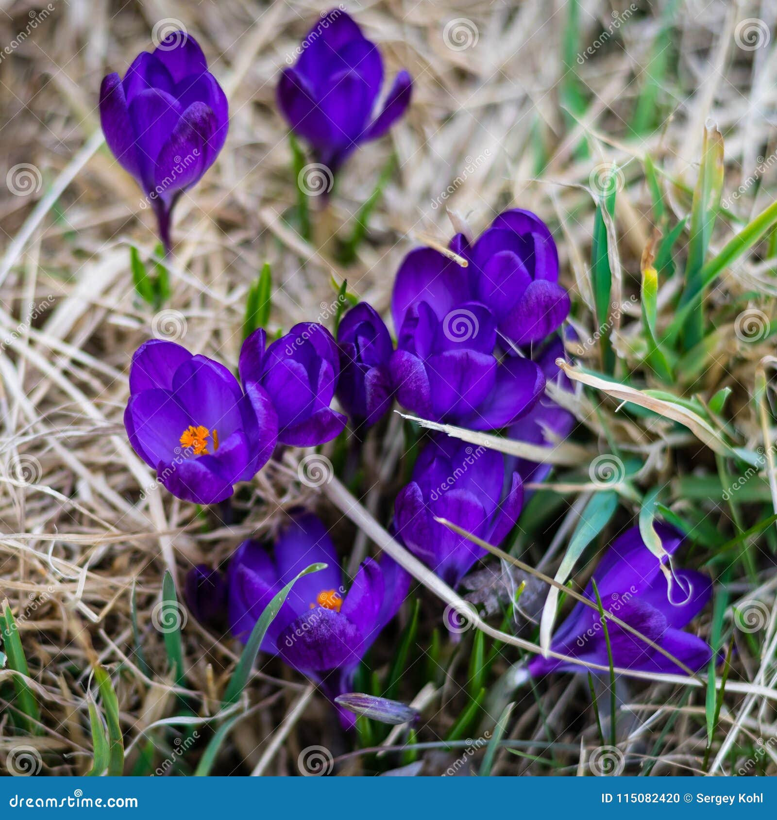 The First Spring Flowers Crocus Stock Photo - Image of flora, flowers ...