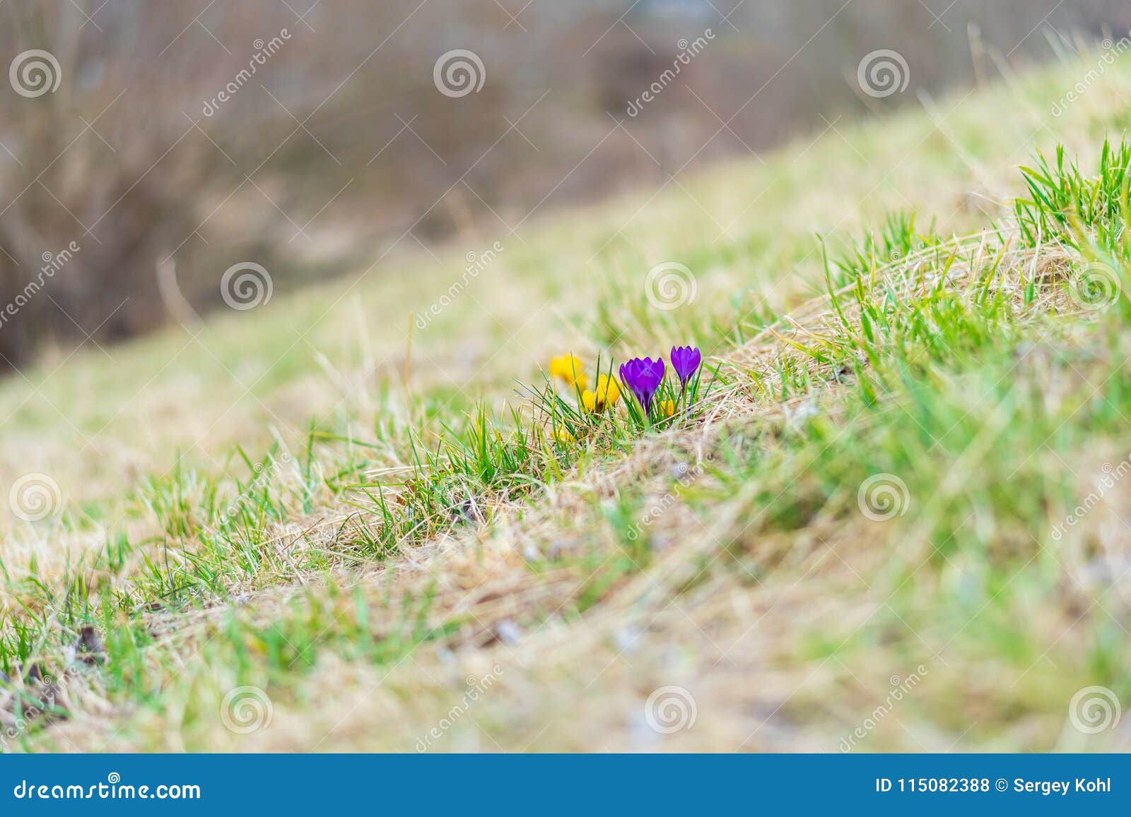 The First Spring Flowers Crocus Stock Photo - Image of nature, lilac ...
