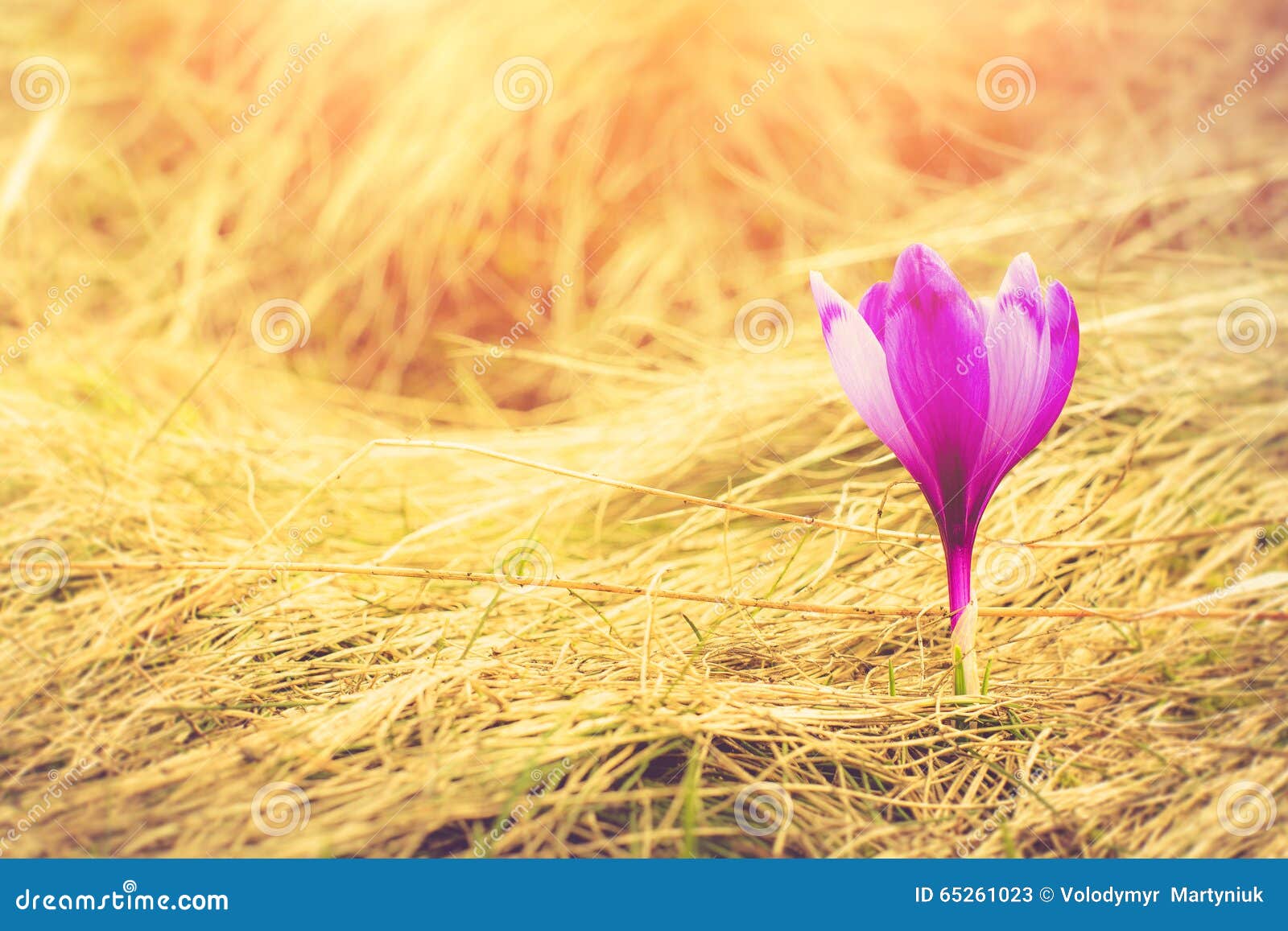 First Spring Flowers Crocus in Sunlight. Stock Image - Image of plant ...