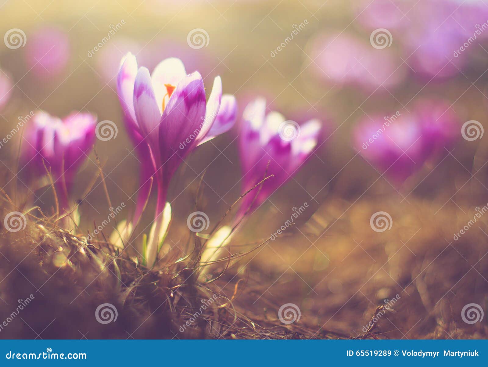 First Spring Flowers Crocus in Sunlight. Stock Image - Image of march ...