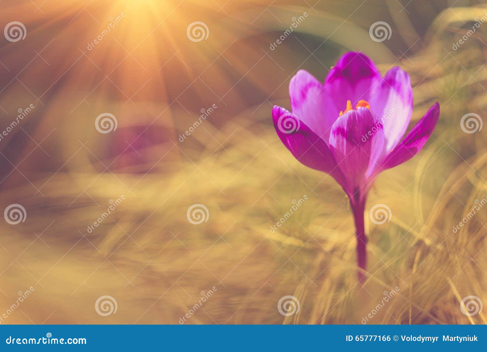 First Spring Flowers Crocus in Sunlight. Stock Photo - Image of soft ...