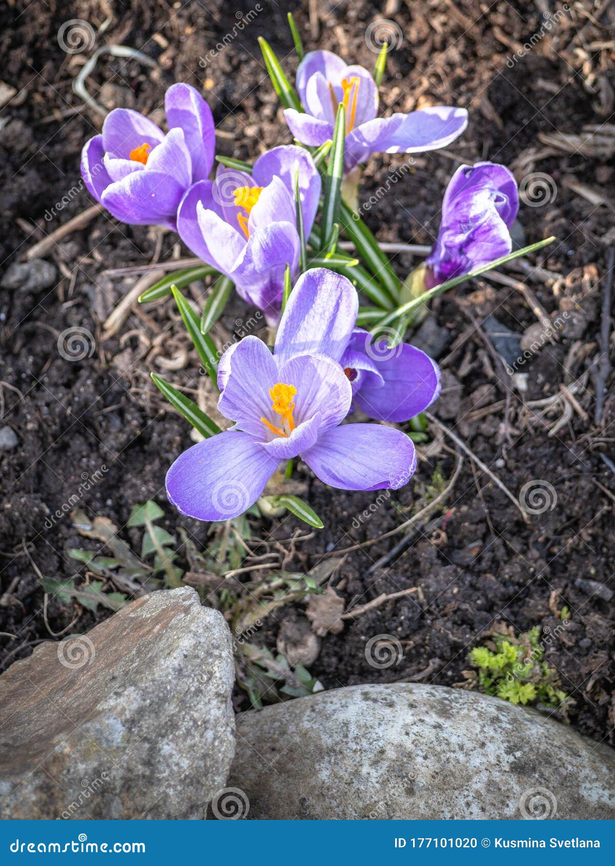 The First Spring Flowers are Crocuses on the Plot. Stock Photo - Image ...