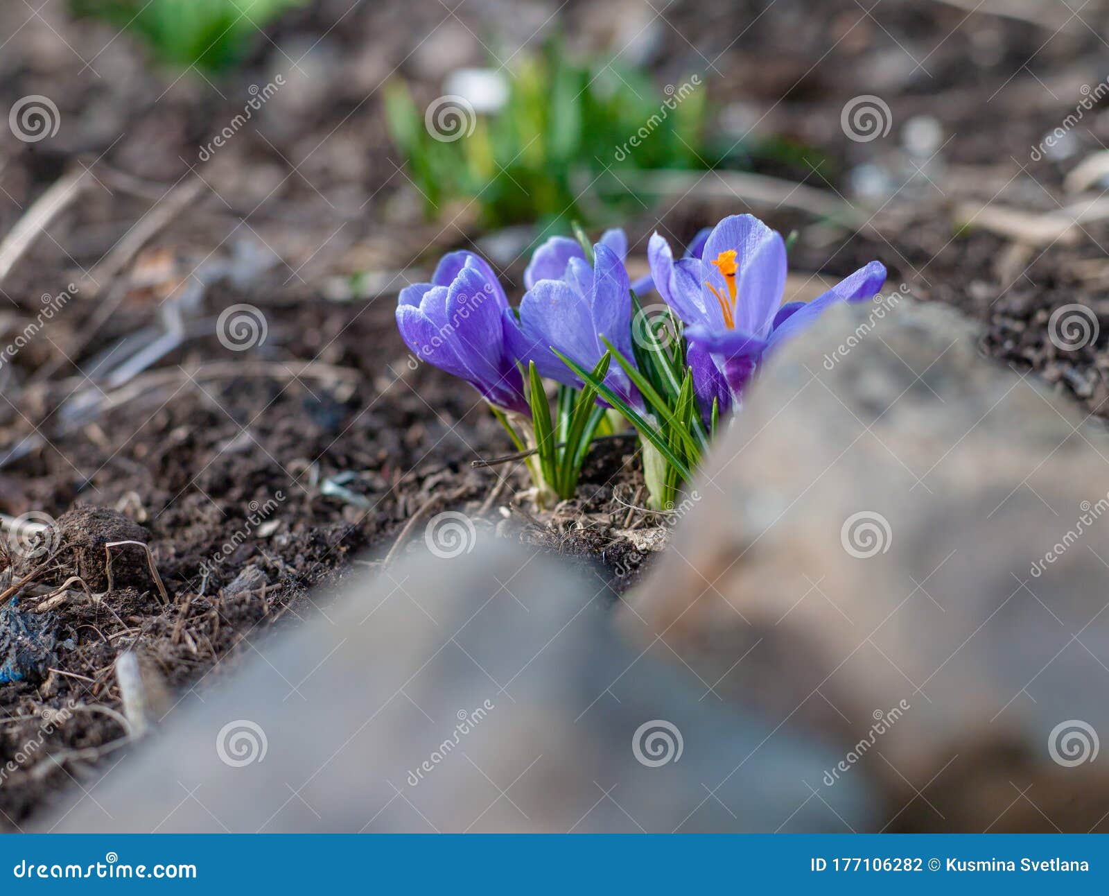 The First Spring Flowers are Crocuses on the Plot. Stock Photo - Image ...