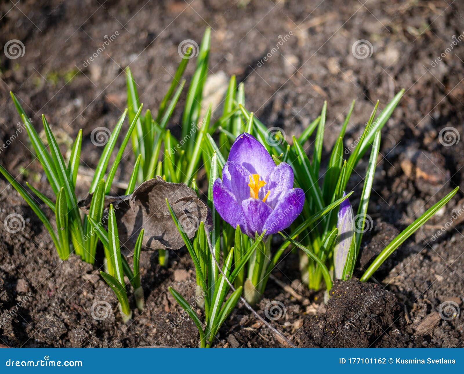 The First Spring Flowers are Crocuses on the Plot. Stock Photo - Image ...