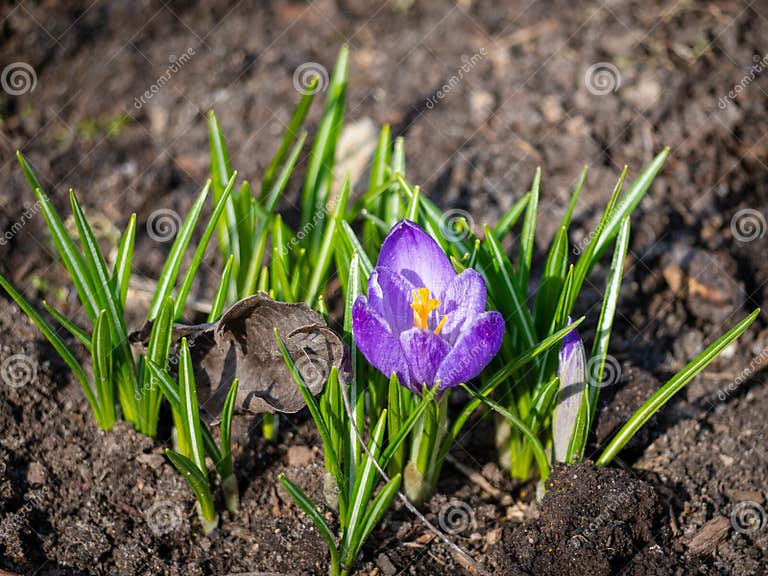 The First Spring Flowers are Crocuses on the Plot. Stock Photo - Image ...