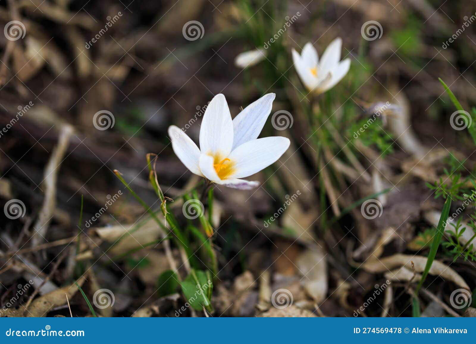 The First Spring Flowers are Crocuses in the Wild. White Flowers on the ...