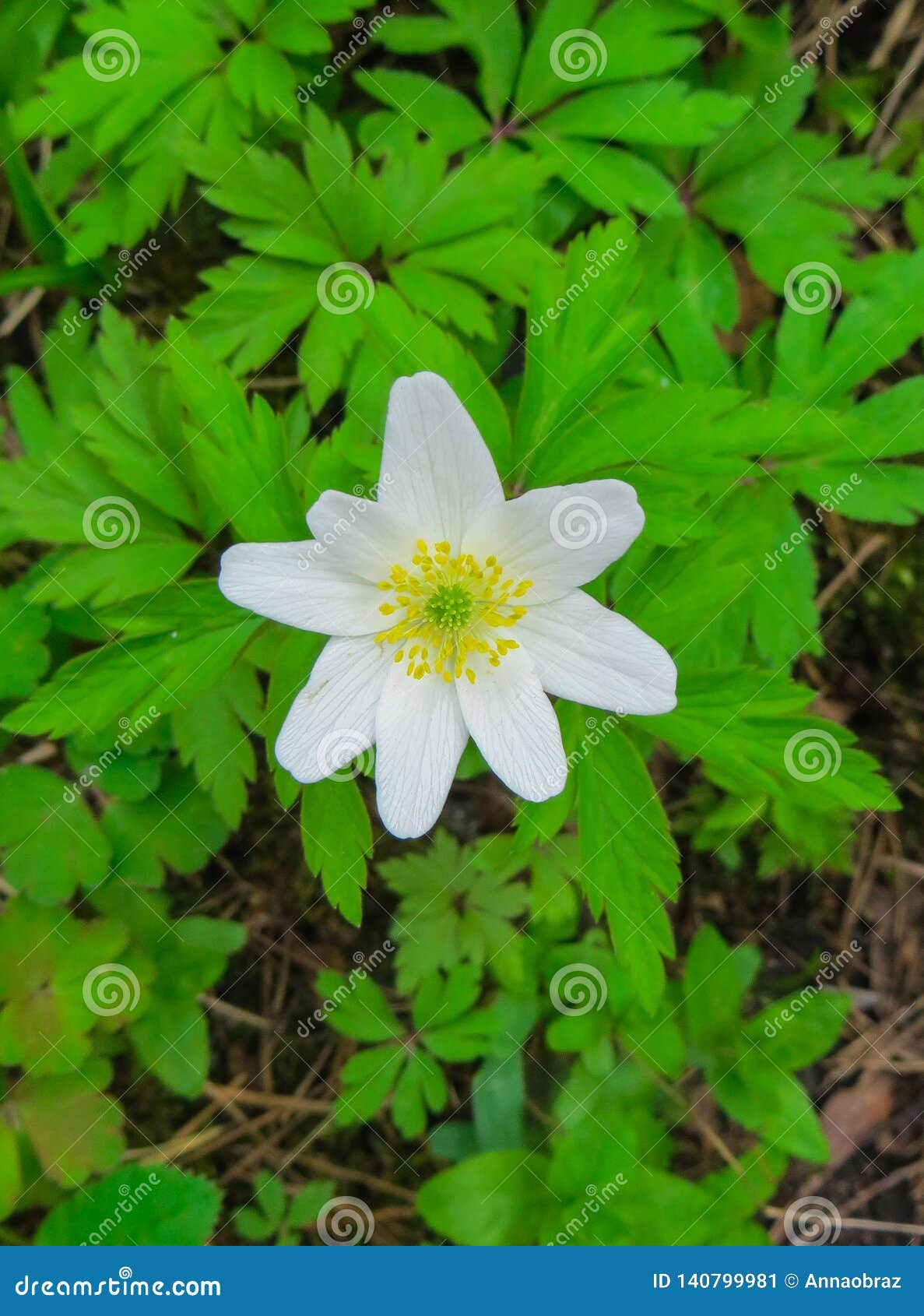 The First Spring Flowers, a Forest Anemone Stock Image - Image of ...